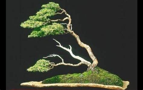 Windswept Bonsai The Art Of Shaping Nature