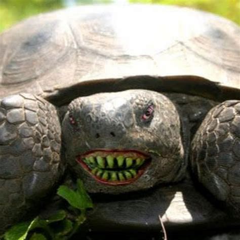 Devil Turtle Youtube