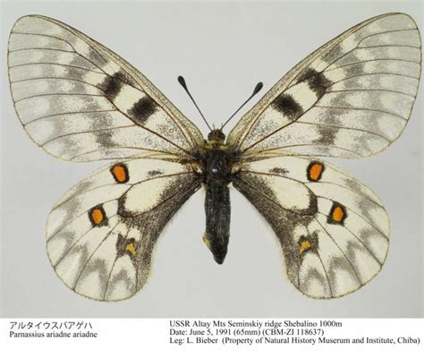 Parnassius Ariadne Lederer 1853
