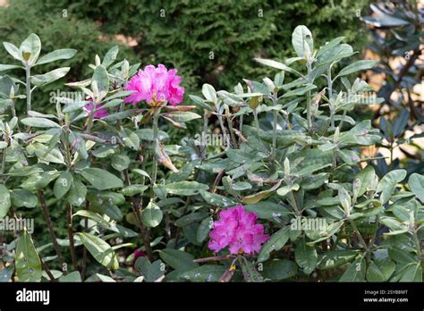 Rhododendron Azalea Leaves With Symptoms Of Fungal Disease Stock