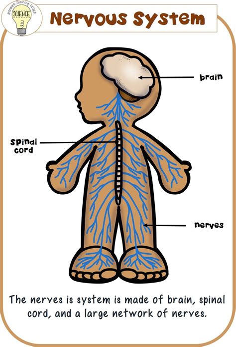 Nervous System Poster ITD Clipart Courtesy EduClips Click Here To