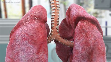 Male Respiratory System 3D Model 89 3ds Blend C4d Fbx Max Ma