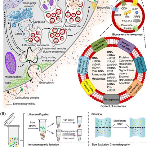 Biogenesis Biological Cargoes And Separation Methods Of Exos A