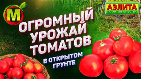 ПОКАЗЫВАЕМ! Урожайные Сорта Томатов для Открытого Грунта | Агрофирма ...
