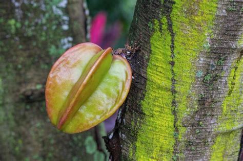 Premium Photo Star Fruit On The Tree Scientific Name Averrhoa Carambola