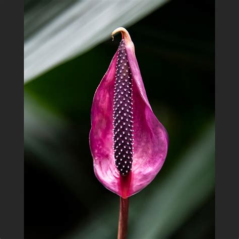 Timothy Stringer — Powell Lane Arts Art4everyone