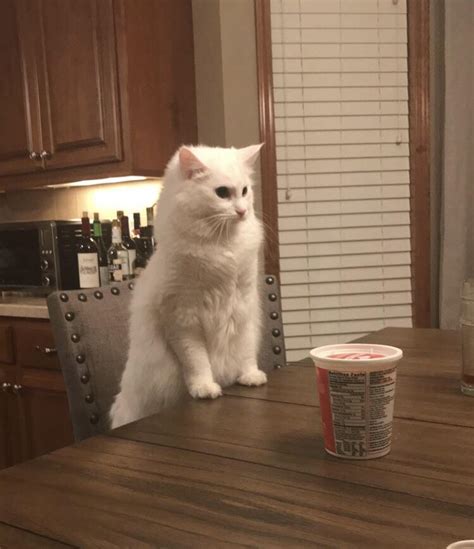 Princess Floof At The Dinner Table Rfloof