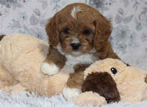 Best Agawam Massachusetts Designer Cavapoo Puppies