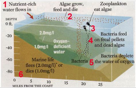 What Is Algal Blooms Dead Zone At Tayla Bugnion Blog