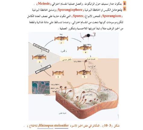 التكاثر في الفطريات شكل 10 3 جعفر الحسني التكاثر في الفطريات علم