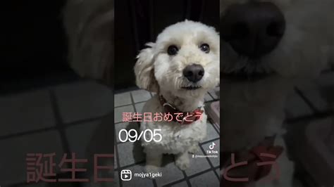 誕生日おめでとう！！もじゃ！ Youtube