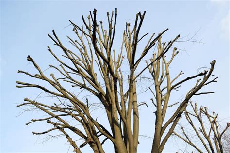Pruned Tree Stock Image Image Of Environment Nature 49295429