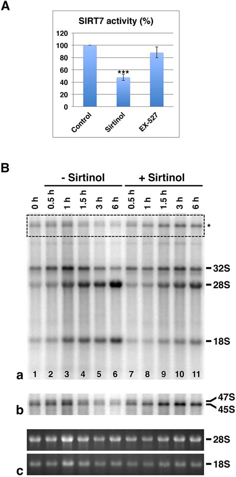 Sirtuin 7 Activity Is Not Only Involved In The Regulation Of Rdna