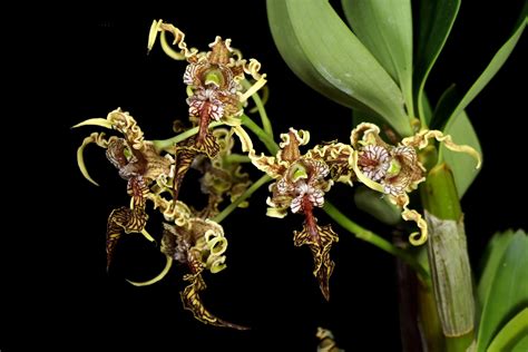 Dendrobium Spectabile Orchid Dendrobium Manus Orchids