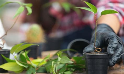 Pupuk Tabulampot Percepat Panen Buah Dalam Pot
