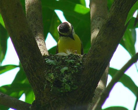 Atrapamoscas Barbiblanco White Bearded Flycatcher Phelp Flickr