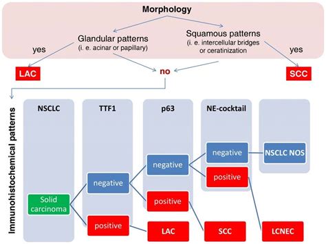 Hierarchical Classification Of Nsclc Using Evaluation Of Growth