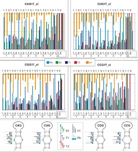 Figure 5 From Rna Structure Of Trinucleotide Repeats Associated With Human Neurological Diseases