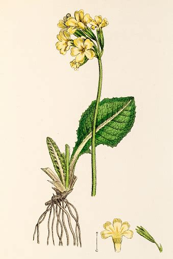 프리뮬러 Jaquin 왜고너의 Oxlip 19 세기 식물학 일러스트 18세기에 대한 스톡 벡터 아트 및 기타 이미지 18세기