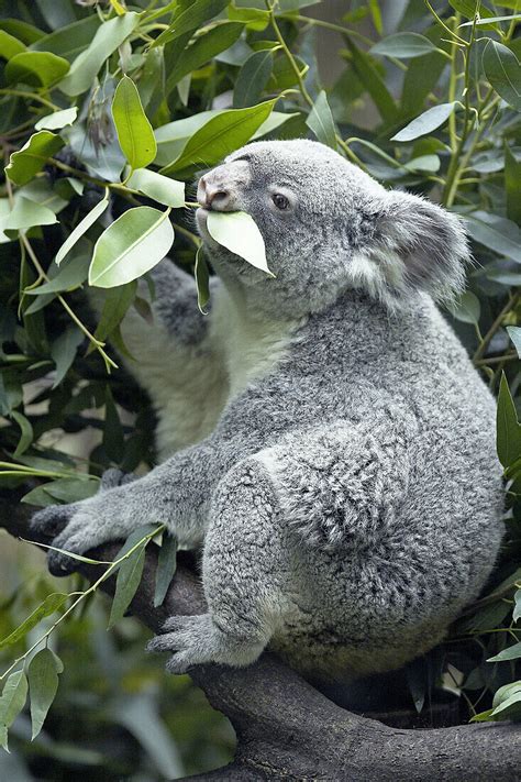 Koala Phascolarctos Cinereus Eating In … License Image 70191692