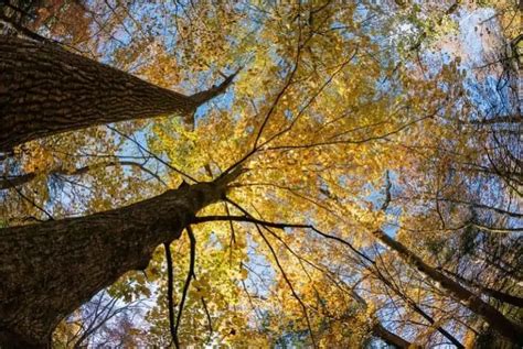 18 Common Trees Native To Maine Includes Evergreen Species
