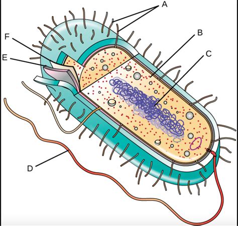Bacteria Diagram Unlabeled