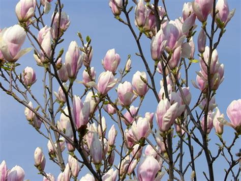 Flowering Trees In Missouri
