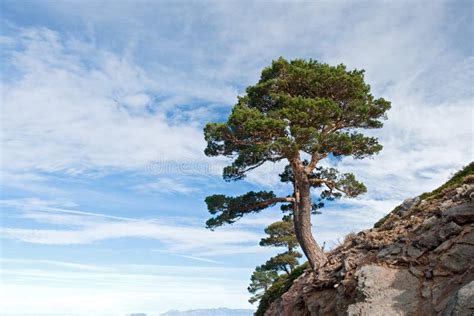 Старый переплетенное дерево сосны на крутом скале Стоковое Фото