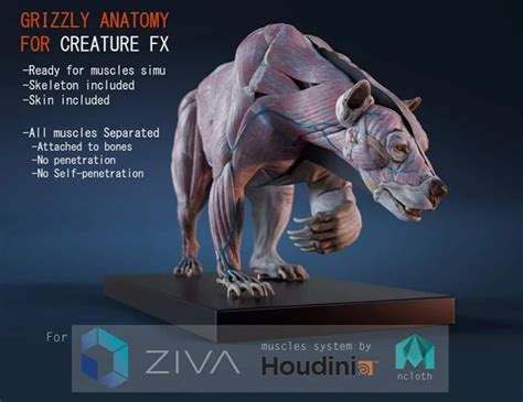 Digital Grizzly Anatomy Atlas For Flippednormals