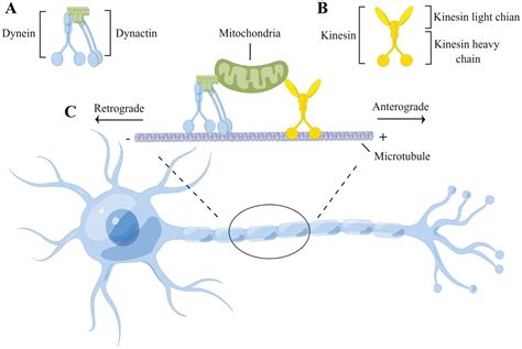 Axonal Transport Introduction To Neuroscience