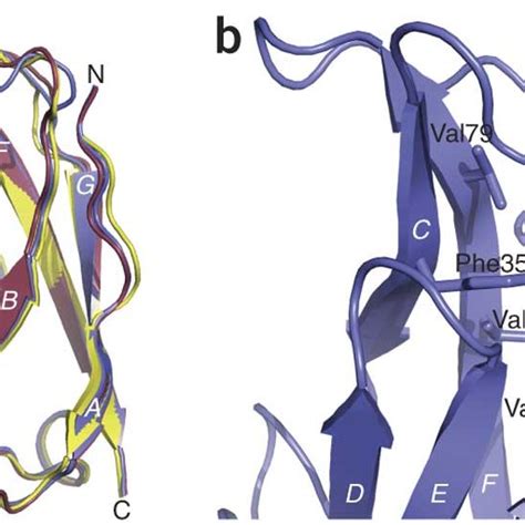 Structures Of T Cadherin Ec1 Domainsa Superposed Ribbon Diagrams