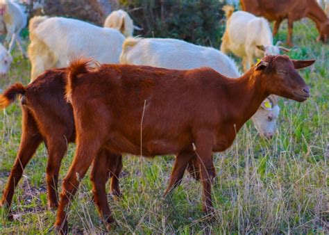 Sable Goat Breed Traits Health And Feeding The Happy Chicken Coop