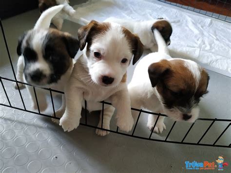 Cuccioli Jack Russell Pelo Ruvido In Vendita A Poggibonsi Si