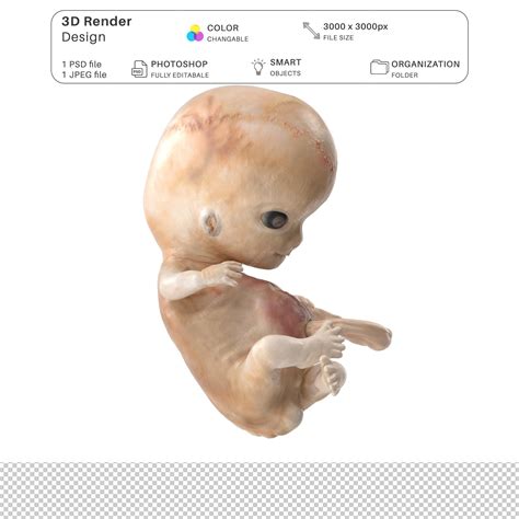 Premium Psd Human Embryo Fetus 3d Modeling Psd File Realistic Human