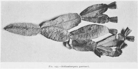 Cactaceae Genera Hatiora Britton And Rose