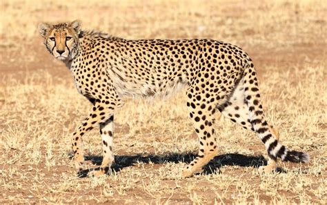25 Interesting Facts About Jaguars ᐈ Fun Facts About Jaguars By 💡