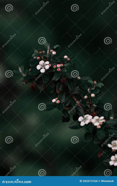 Vertical Shot Of Bearberry Cotoneaster Flowers On A Creeping Branch At