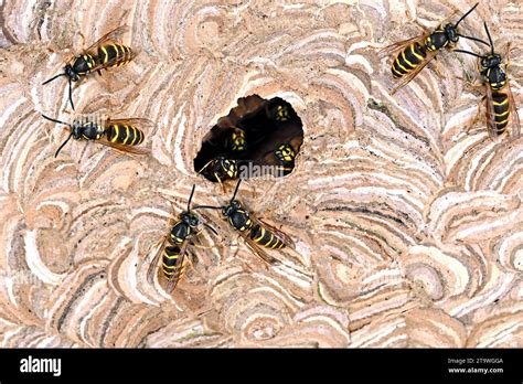 Close Up Of The Entrance Of A Wasp Nest Of Vespula Vulgaris Texture Of