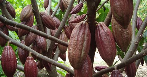 Panduan Budidaya Agro BUDIDAYA KAKAO