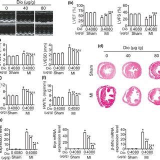 Dioscin Protects Cardiac Function In Mouse Model Of Myocardial