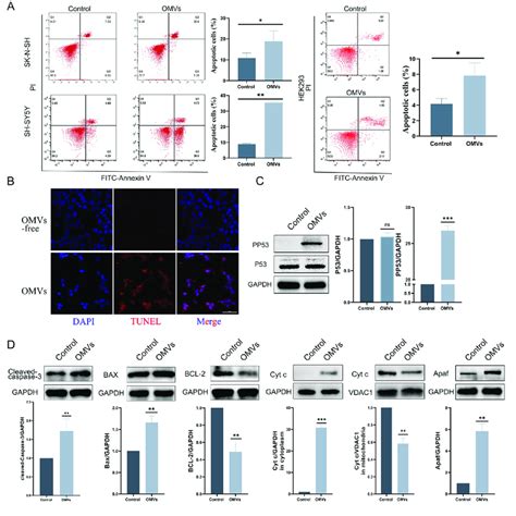 E Coli Omvs Induce Apoptosis Of Sk N Sh Sh Sy5y And Hek293 Cells A