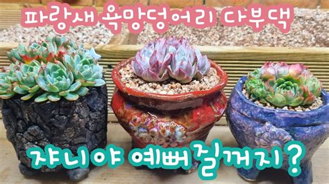 파랑새 중독자 다부댁 파랑새 군생을 더 크게 키워보자 And 예뻐진다 보증수표 쟈니 군생 분갈이 프리티다육 01095009207 Youtube