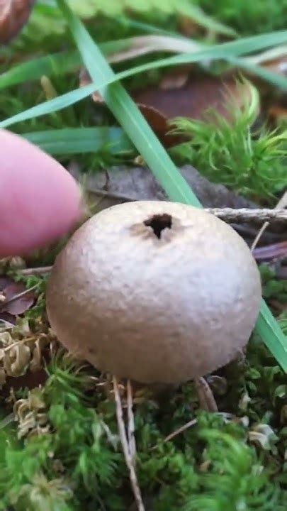 触らずにはいられない！胞子を吹き出すきのこ達 きのこ 胞子 Spore Youtube