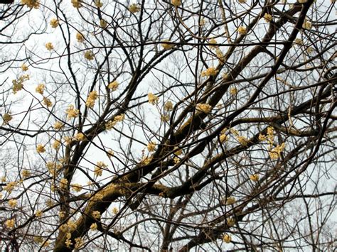 アオモジ Litsea cubeba かぎけん花図鑑