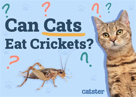 Enriched Environment For Crickets Sustainable Cricket Protein For Gut