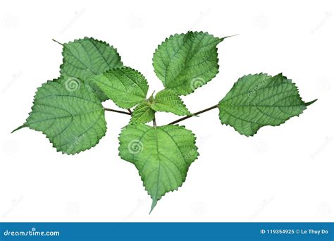 Boehmeria Nivea Leaves Stock Image Image Of Deltoid 119354925