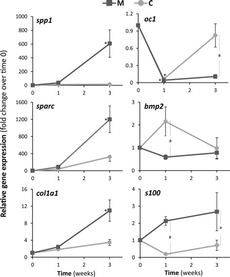 Real Time Pcr Analysis Of Bone Related Genes In Bsa2 Cells Treated For