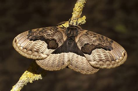 Brahmaea Tancrei ♀ Siberian Owl Moth Moth Butterfly Poster