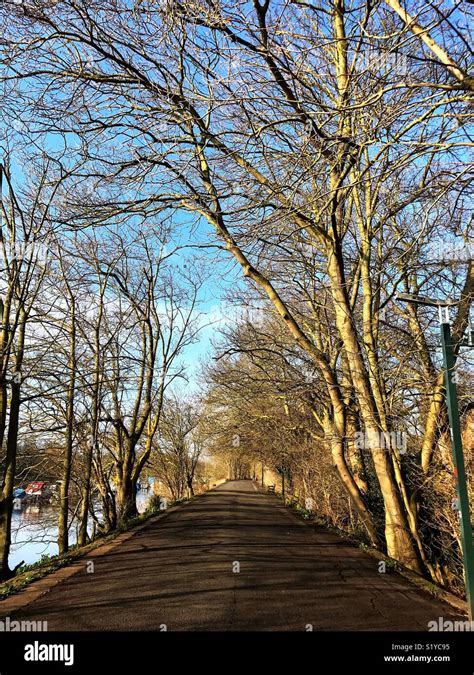Tree Lined Path Stock Photo Alamy