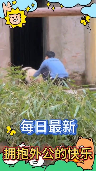 每日最新 🤗拥抱外公的快乐！🐼莽灿灿莽小五 大熊猫 My Cute Panda Youtube